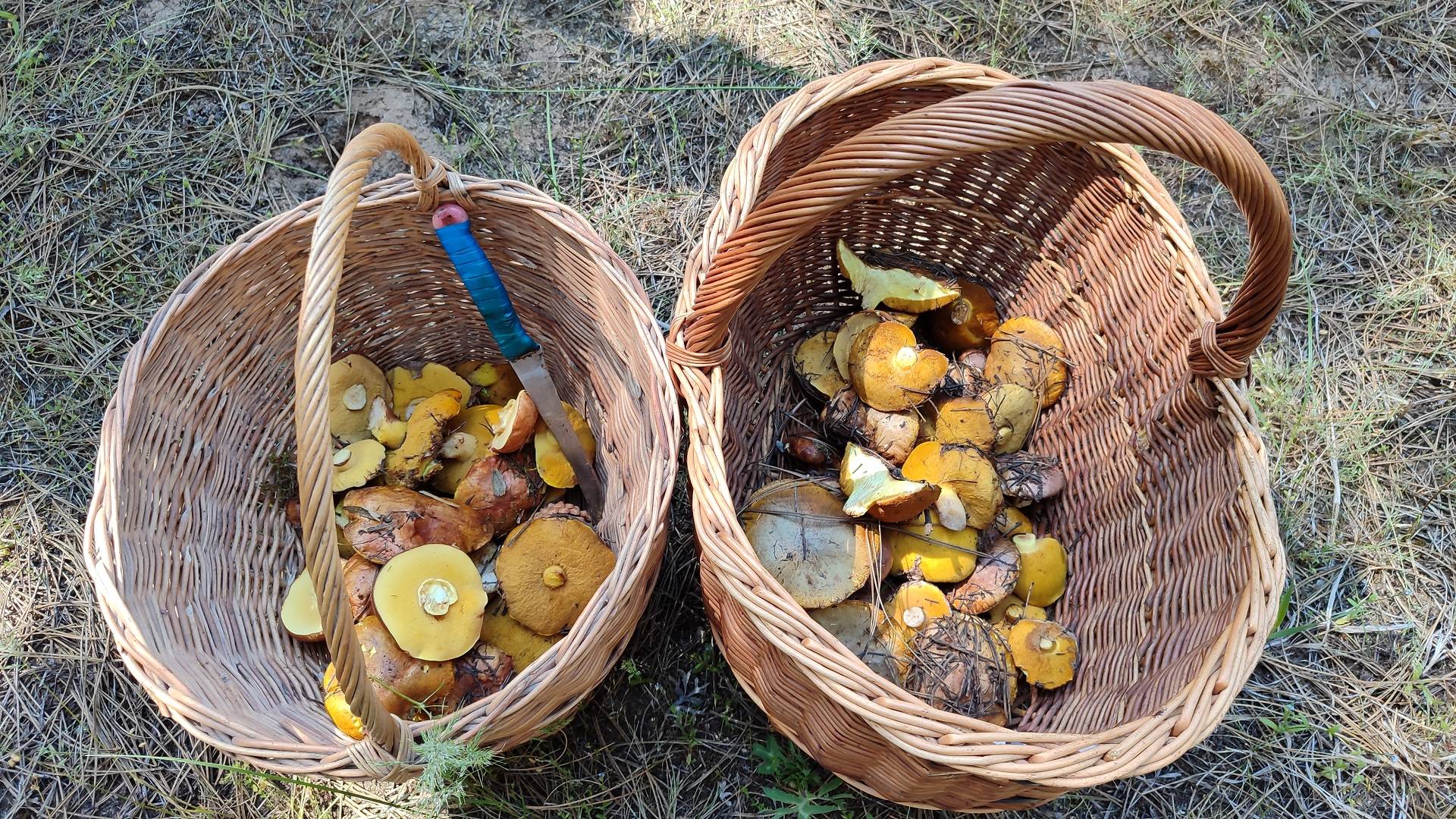 Весенние маслята