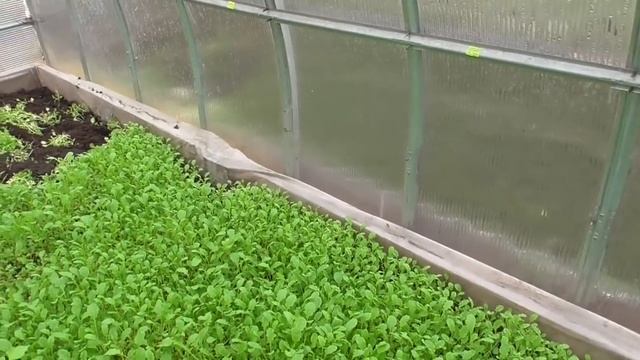 ЗАКАПЫВАЕМ СИДЕРАТЫ. Ольга Чернова.