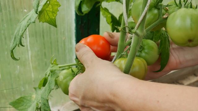 ТОМАТ БЕТТА. ТАК ЛИ УЖ ХОРОШ?