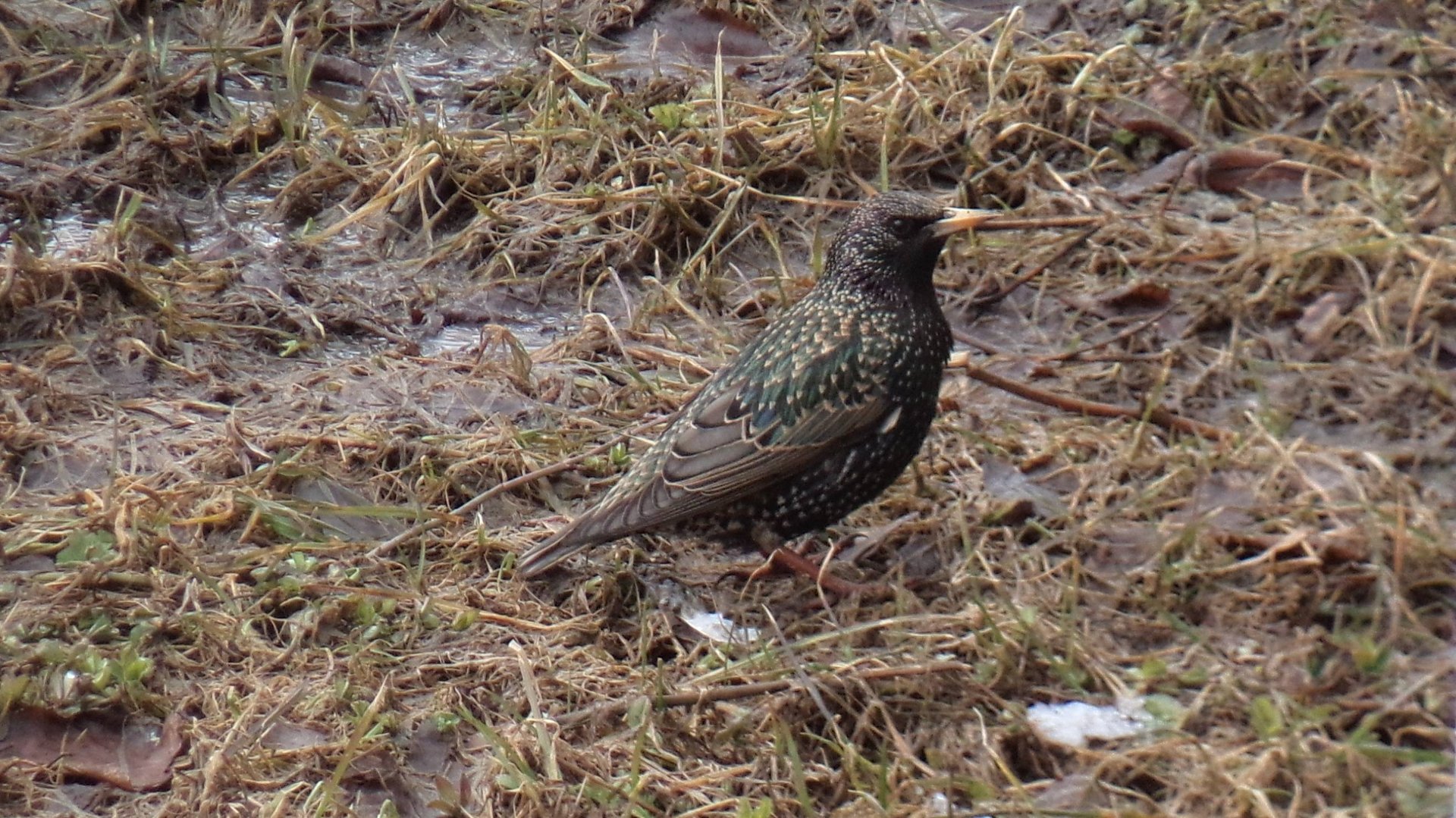 Пара скворцов в поисках корма