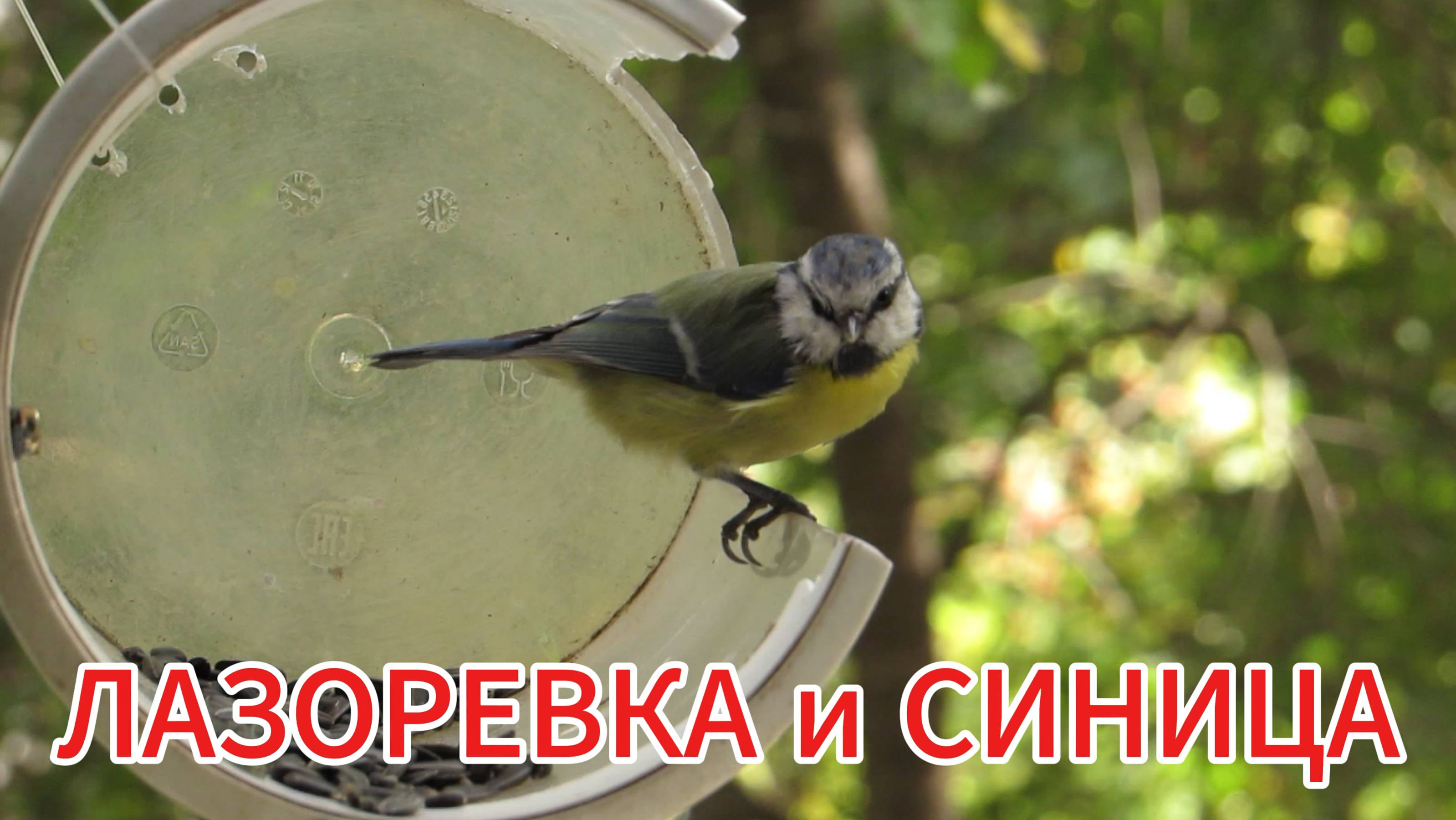 ЛАЗОРЕВКА и БОЛЬШАЯ СИНИЦА