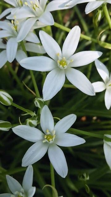 Птицемлечник зонтичный #shorts  #дачное