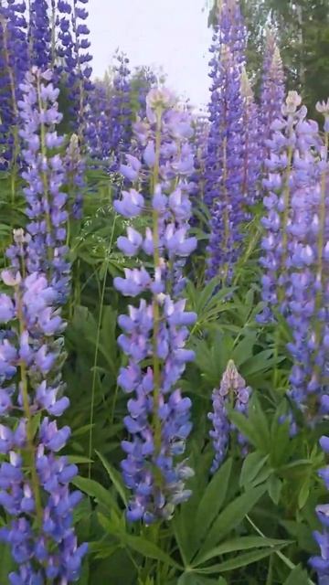 Люпиновый рай #shorts