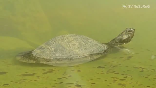 Почему сокращается численность вида Гигантская речная щитоногая черепаха — Podocnemis expansa ?