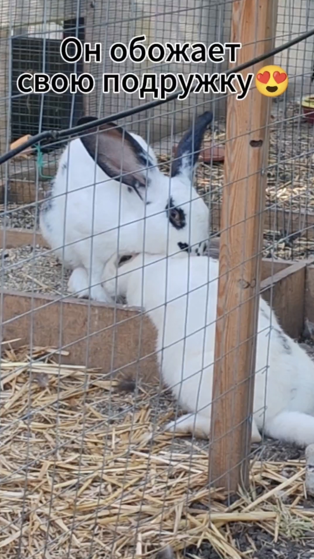 Самая нежная любовь кроликов! Он обожает свою подружку.