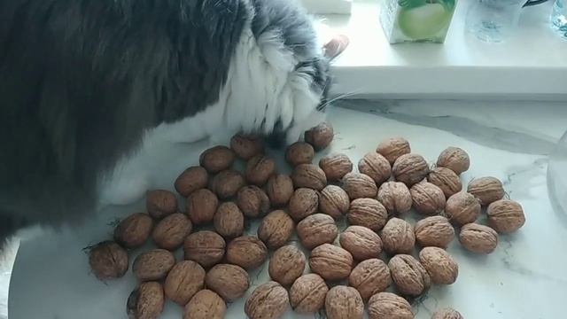 Кот Гоша знакомится с орехами!