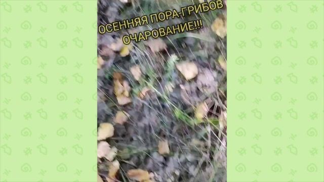 ОСЕННЯЯ ПОРА-ГРИБОВ ОЧАРОВАНИЕ