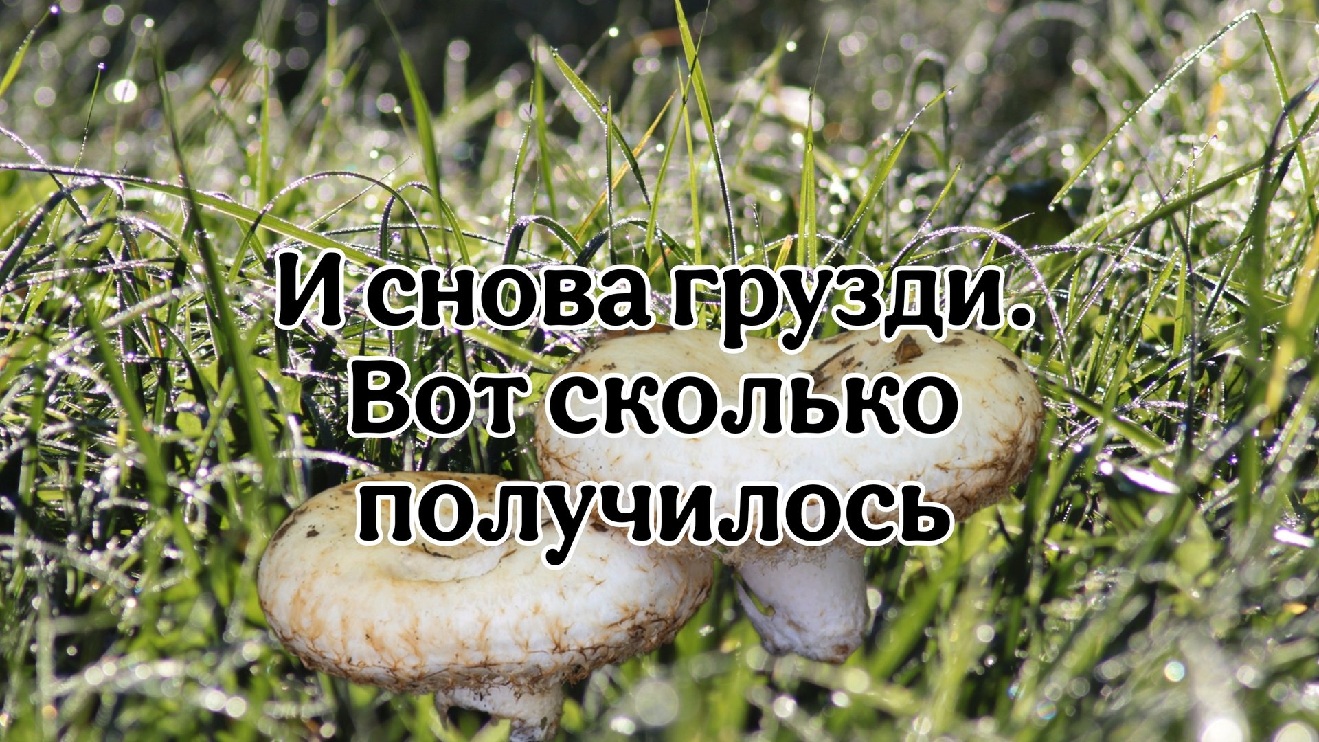 И снова грузди, вот сколько я набрал.