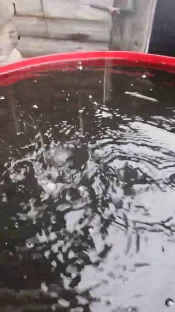 После дождя бочка полна #shorts  #slowmotion