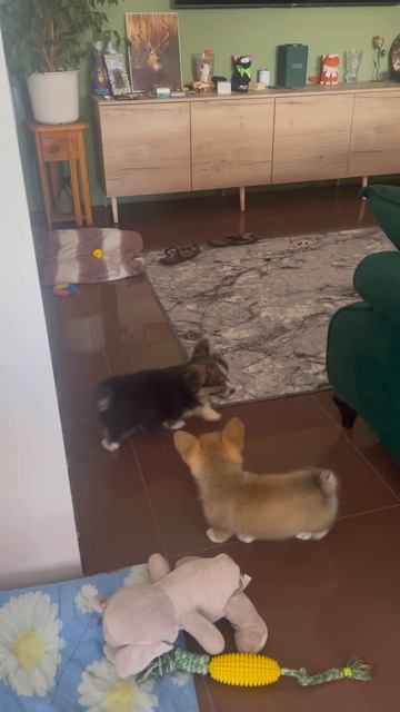 Корги в меру самостоятельные