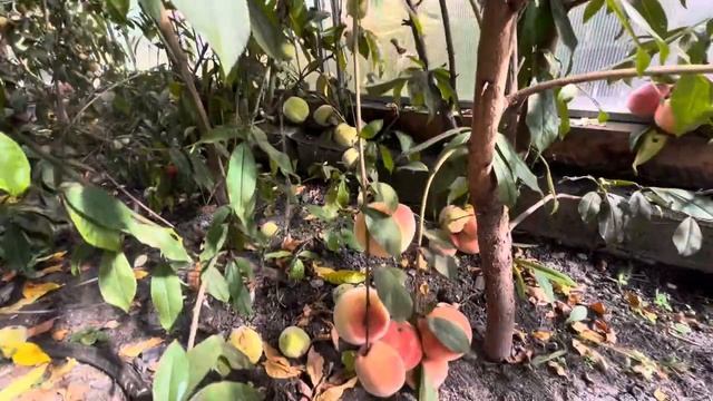 Созревание персика «Харнас». 2025 год.