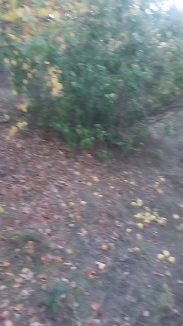 Дополнительная возможность заработать имея свой лагерь!