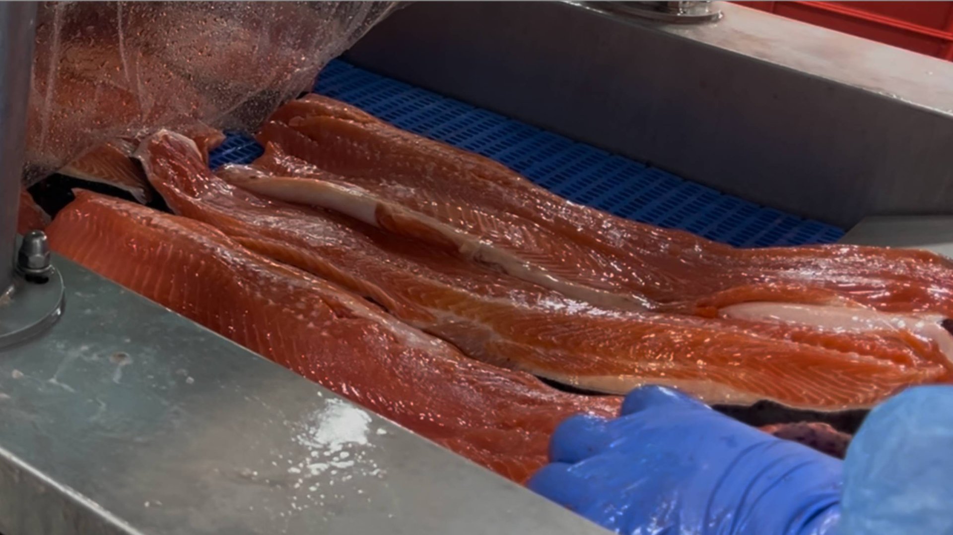 Инъектор с тонкими иглами для красной рыбы (лососевых). Прирост массы (выход) до 25%. Модернизация.