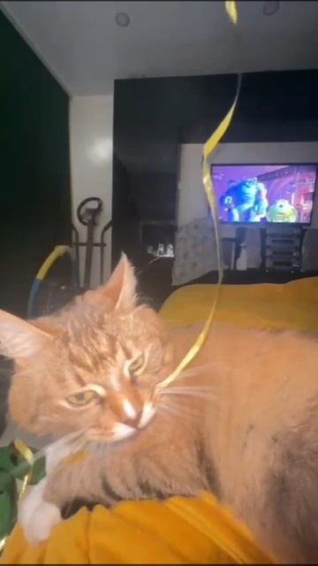 кот и шарик