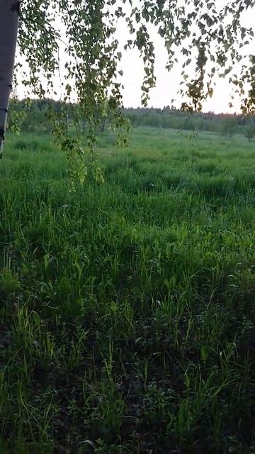 Подмосковные вечера