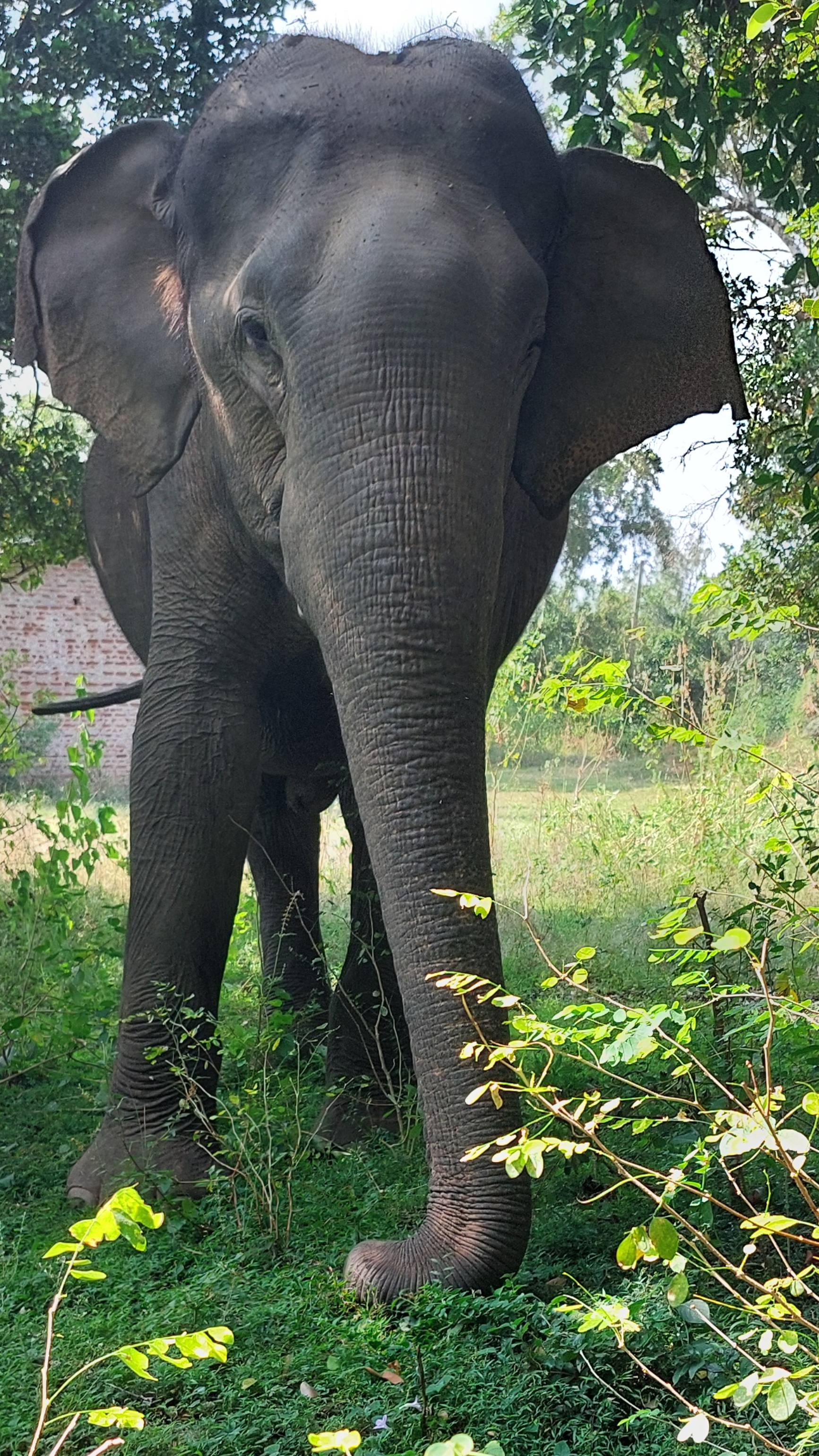 Нашли дикого слона на Шри-Ланке. Хотели покормить, но это оказалось опасно. #слон #шриланка #Беляевы