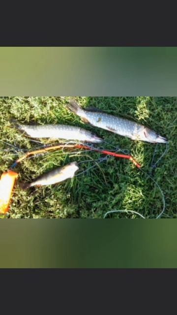 Сегодня порыбачил на кружки🎣 Клев средний, удалось поймать несколько щук и окуня на живца🎣