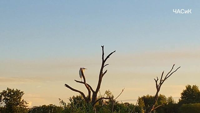 Хабаровский край. село Заозёрное. Горбатый мост. Цапля