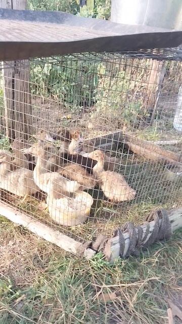 Утята боятся кота Тигра :)