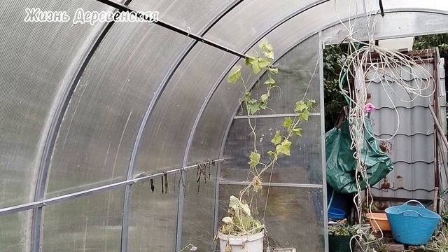 Готовим теплицу к зиме.Сею сидераты 5 сентября 2025 года