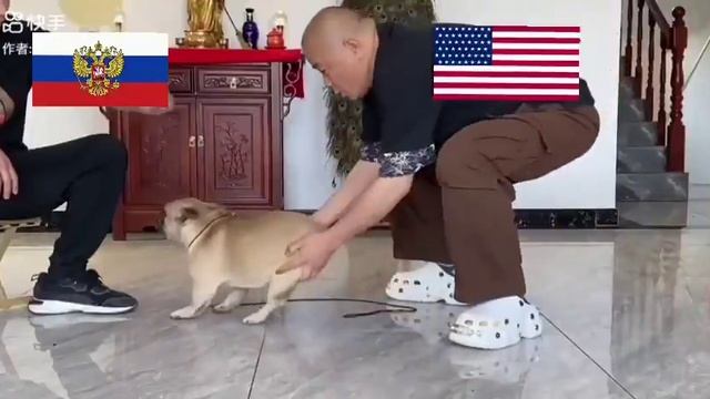 Прибалтика собаки