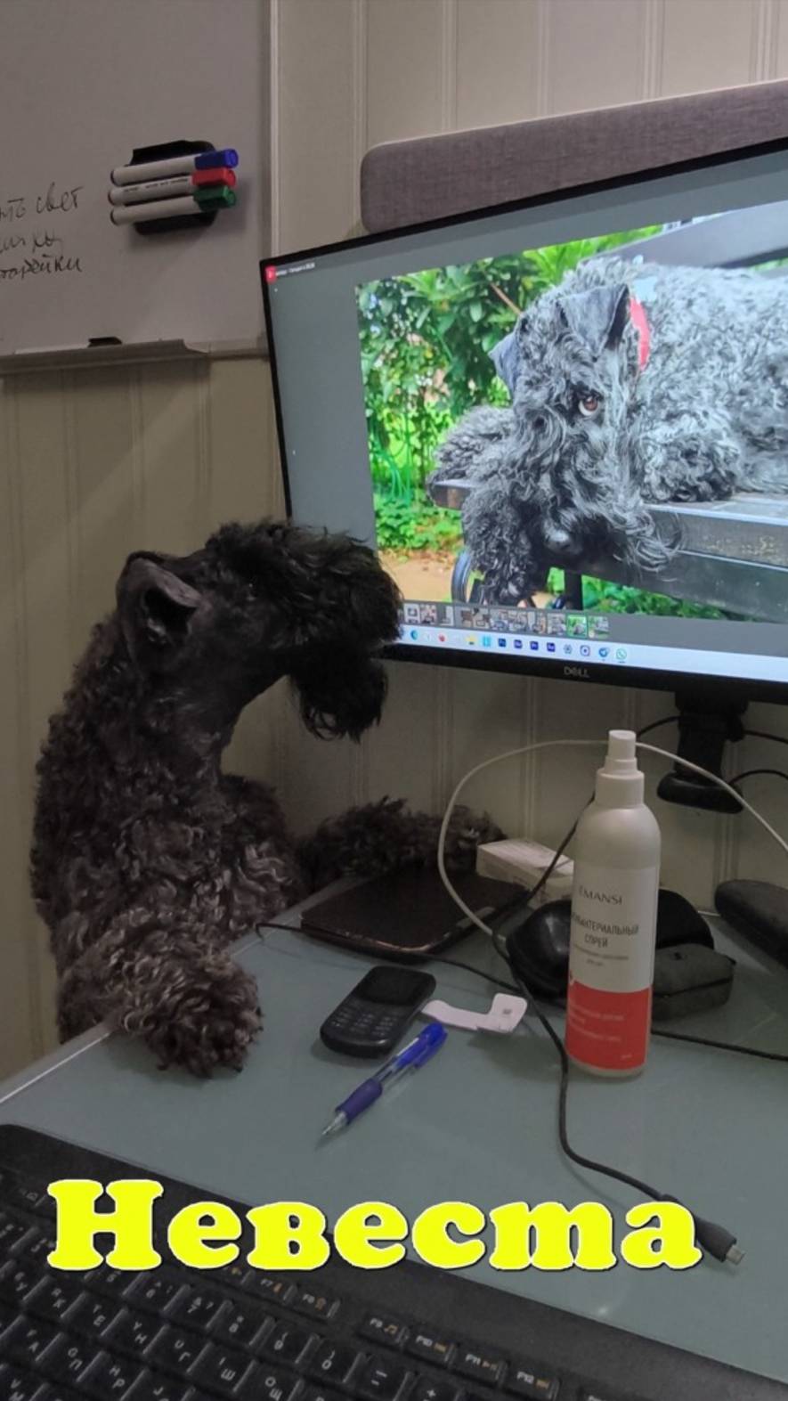 Реми и первая любовь