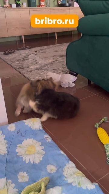 Собака радуется вашему приходу