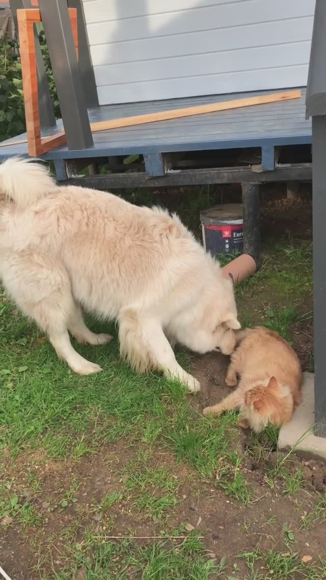 Альфушка укусил Ричика за ухо ❤️