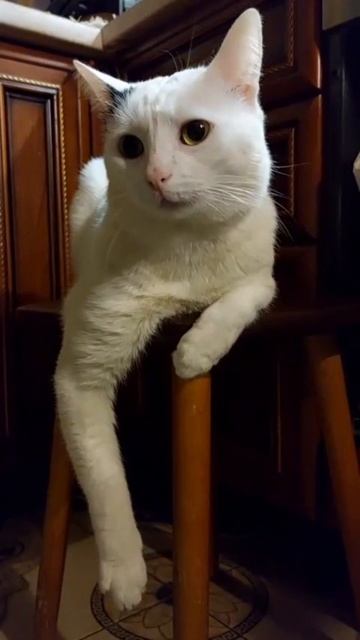 Кот - Глава семьи Тайсон - устроился на работу