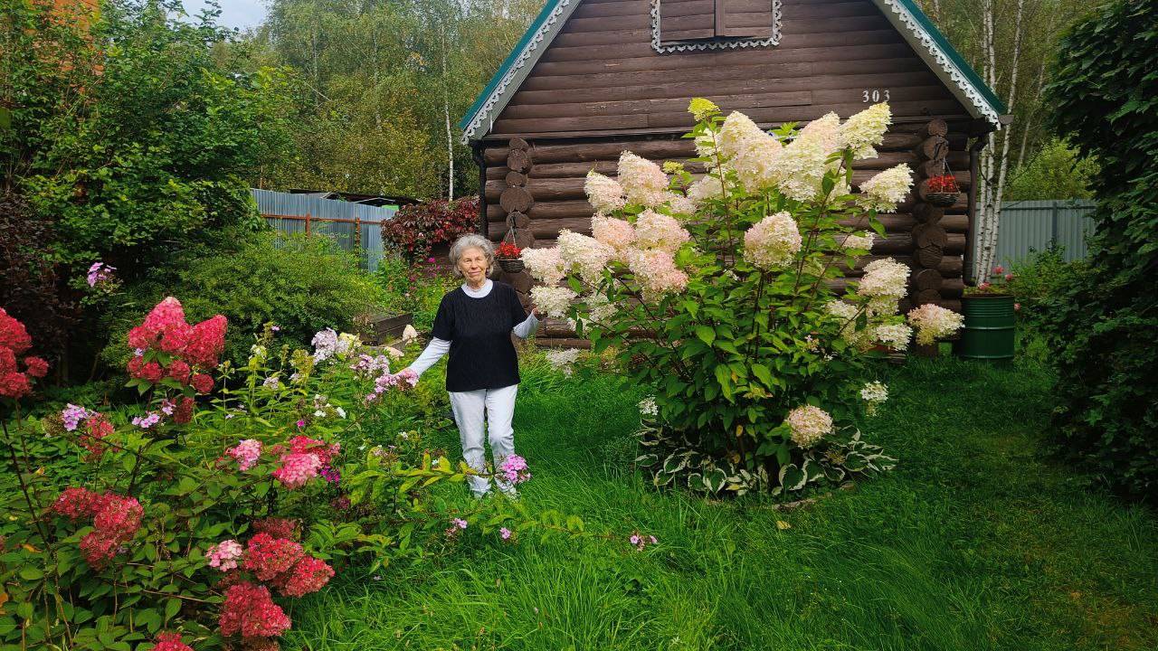 Сентябрь 2025 в Подмосковье: яблоки и гортензии