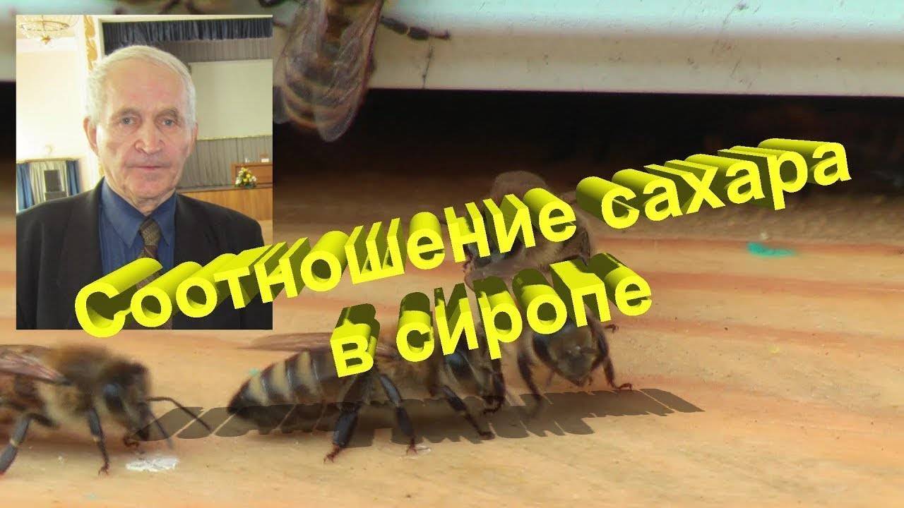 Сахарный сироп для пчел: правильное соотношение сахара и воды по Кашковскому