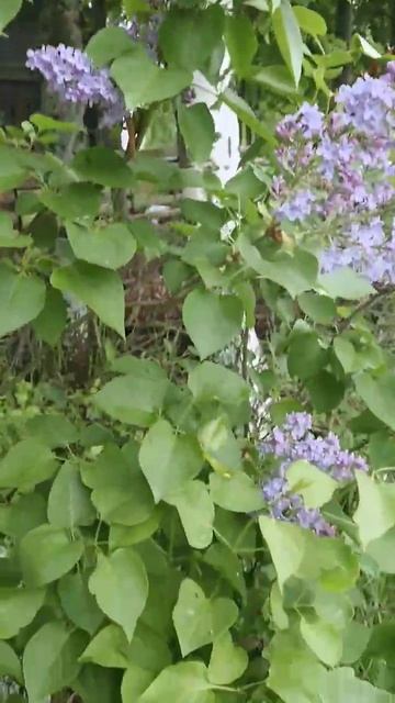 Деревенская сирень       #shorts