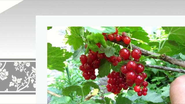 Plu-Ton  - Searching Jupiter