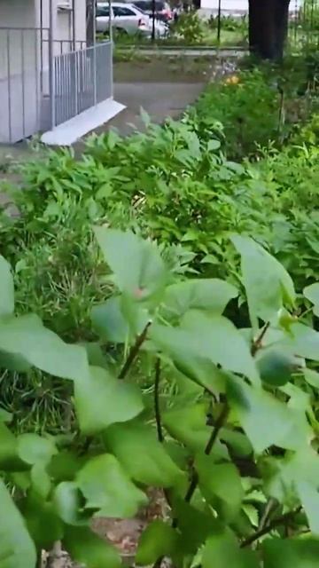 Цветы у дома