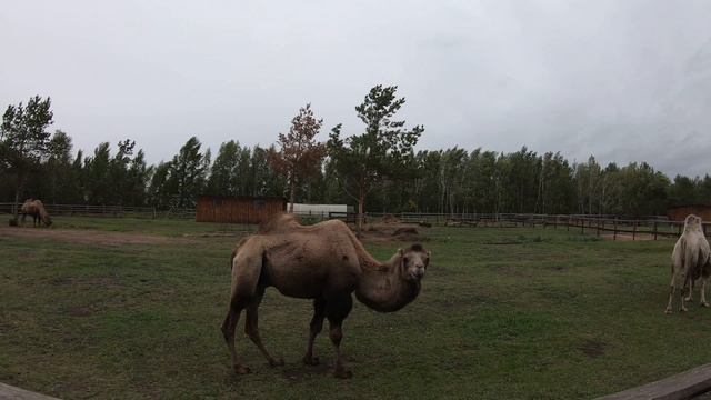 Поездка в Амодово 6 сентября 2025 класс 7А и 7Б