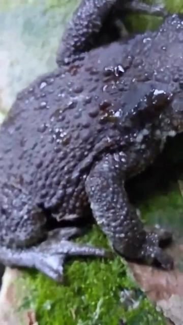 Земляная жаба