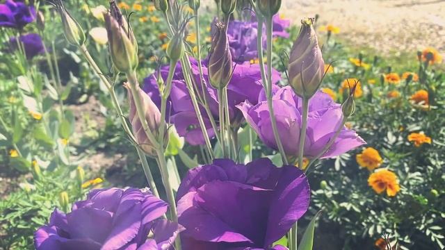 В краю берёз и сосен. Музыка без слов @anna_i_zueva