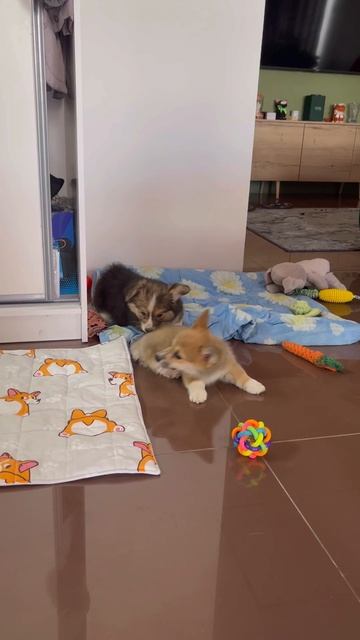 Короткие лапки это мило