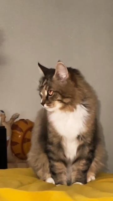 серьёзный лизь облизь