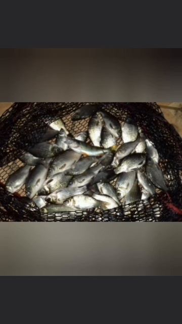 Ловля карася на поплавок на Старице🎣 Насадка тесто. Клев хороший👍