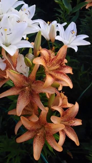 Лилии меняют цвет