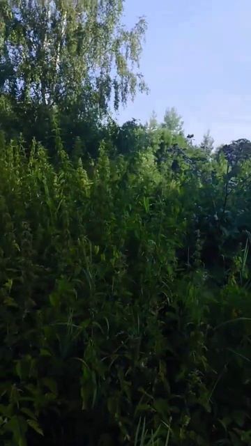 Борьба с борщевиком на чужой территории в одной деревне