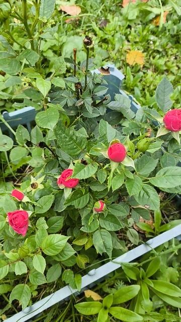 Повторное цветение комнатных роз на садовом участке осенью.