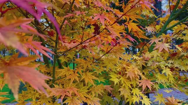 Опять осень