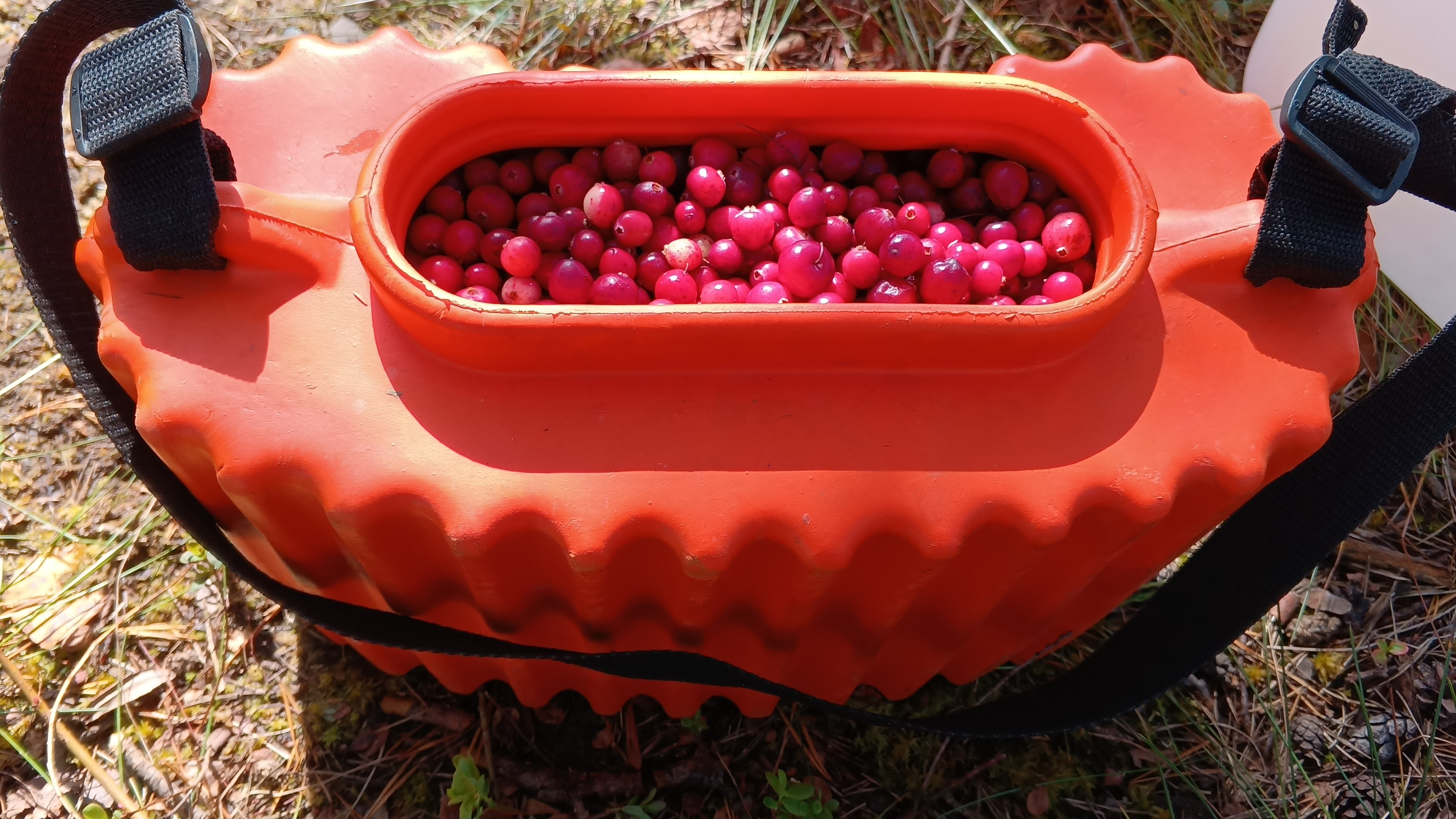 Болото 6 сентября 25 го