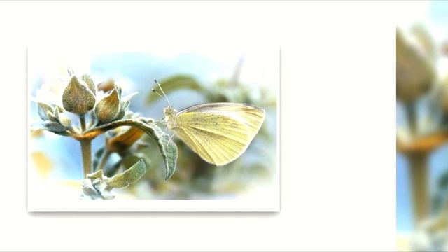 Plu-Ton  - Tears From Sun