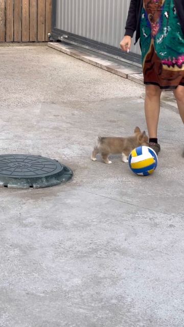 Как ухаживать за Корги