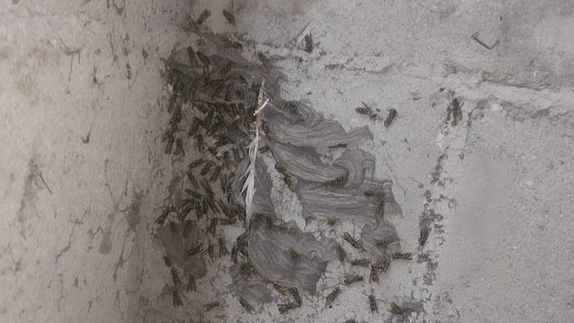 Осы строят себе многоэтажное жилище :)