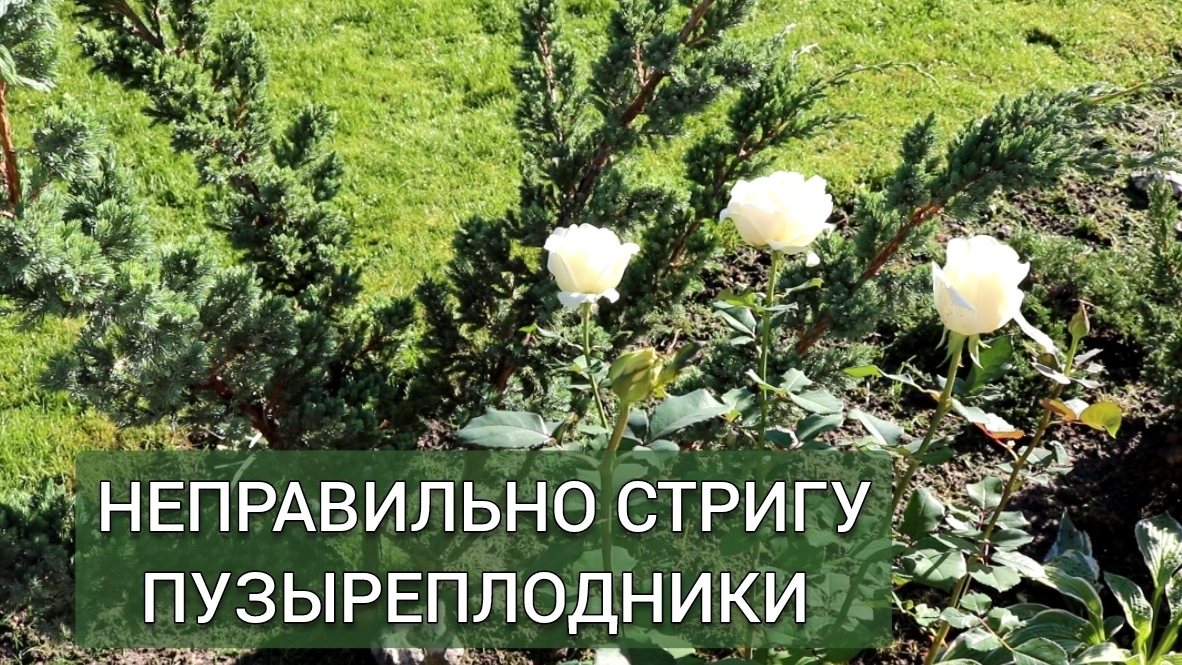 НЕПРАВИЛЬНО СТРИГУ ПУЗЫРЕПЛОДНИКИ. 6.09.2025г.