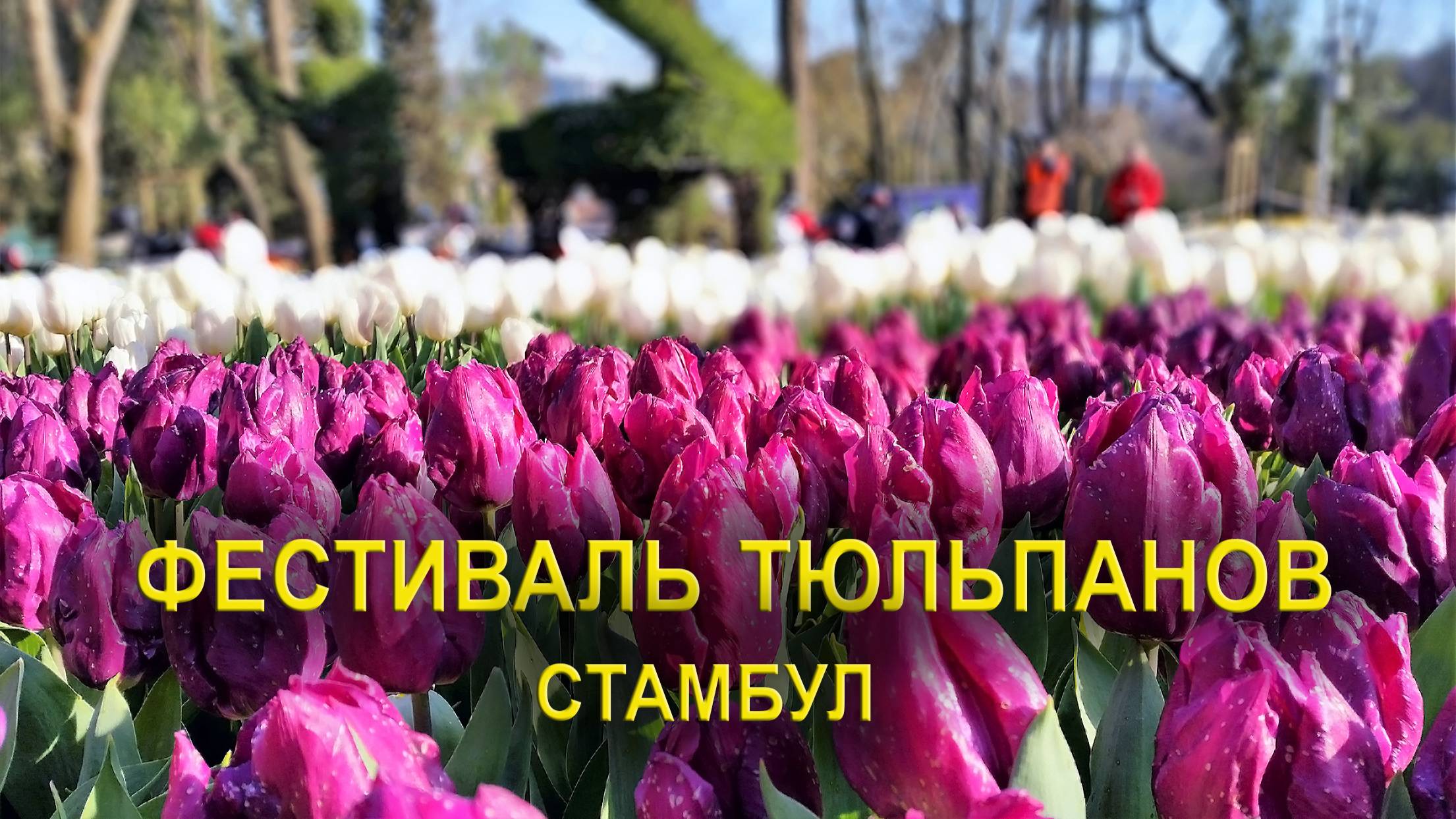 Фестиваль тюльпанов Стамбул: Парк Гюльхане